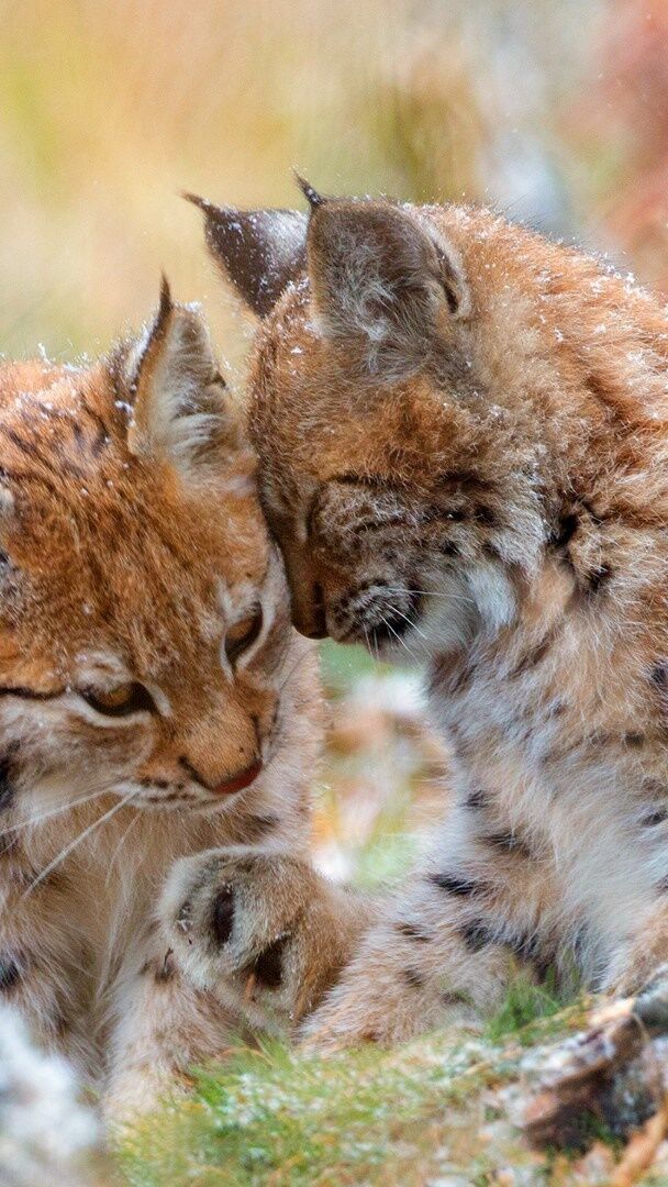 Tender Lynx Cubs Cuddling in a Frosty Forest Glow - backiee