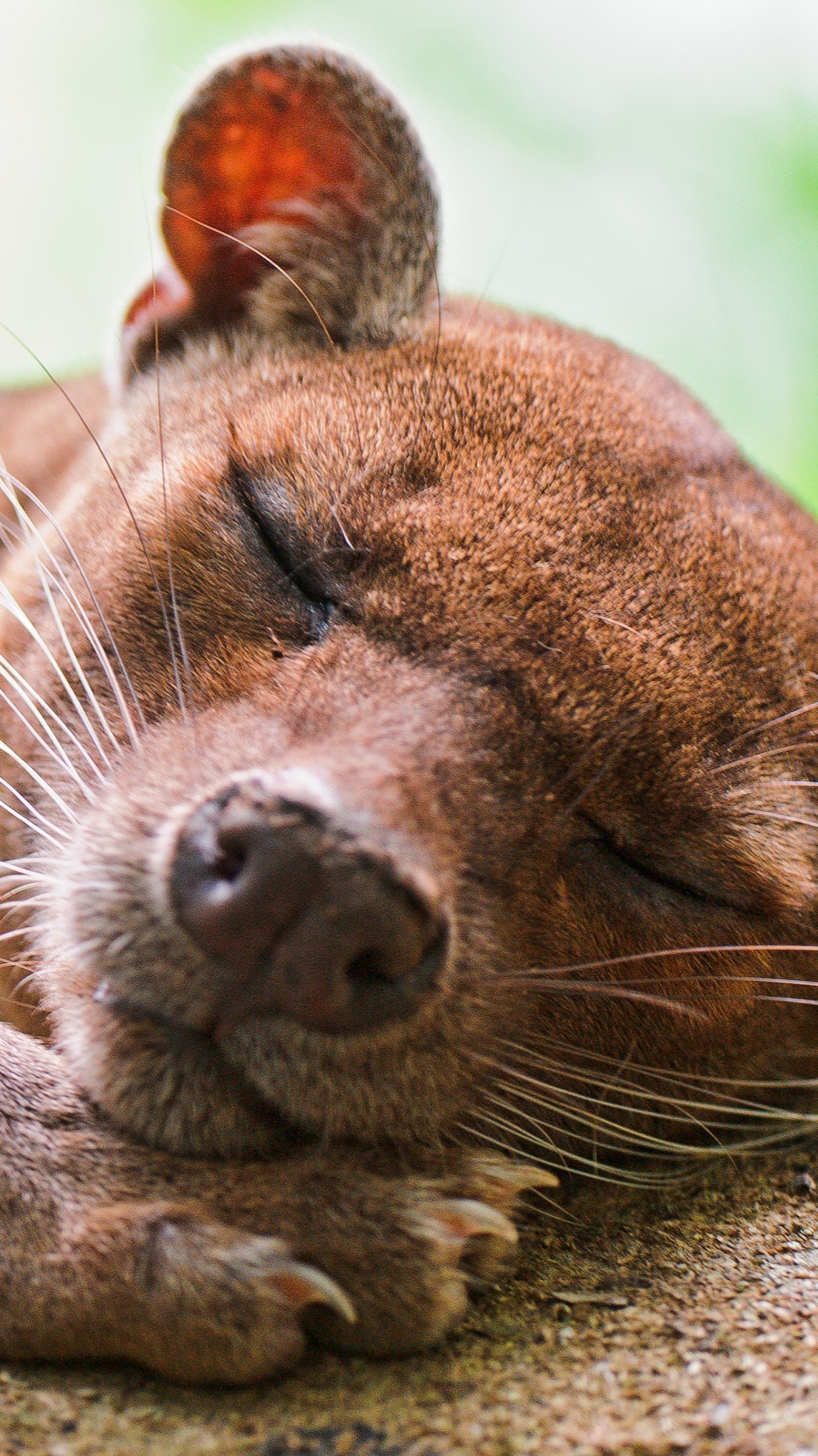 Cute Sleeping Fossa - backiee Cute Sleeping Fossa - backiee