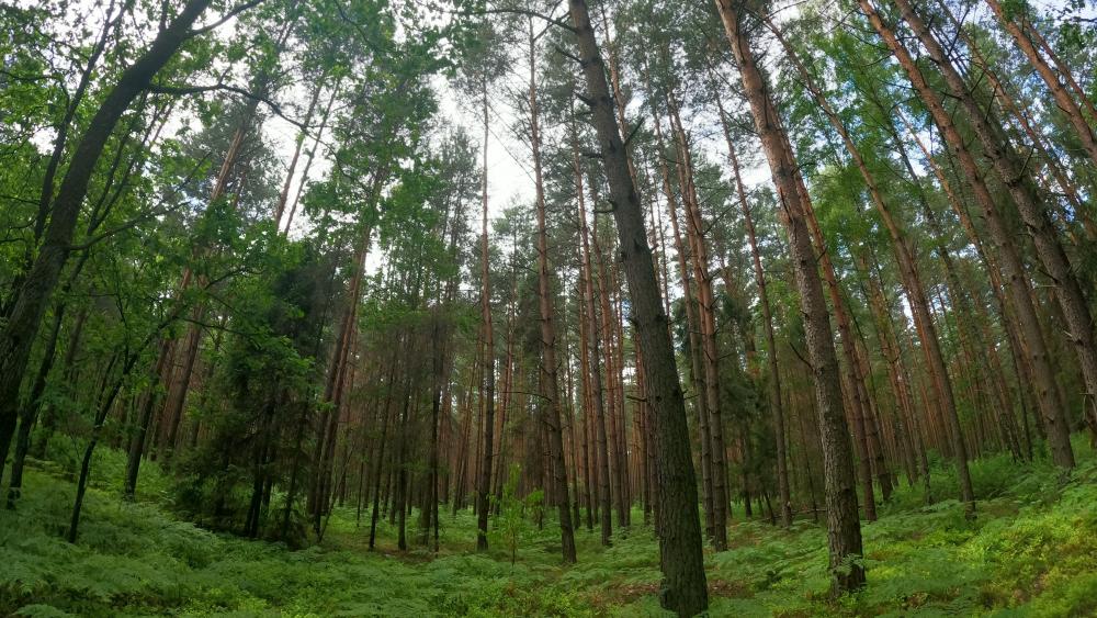 Poland nature - backiee