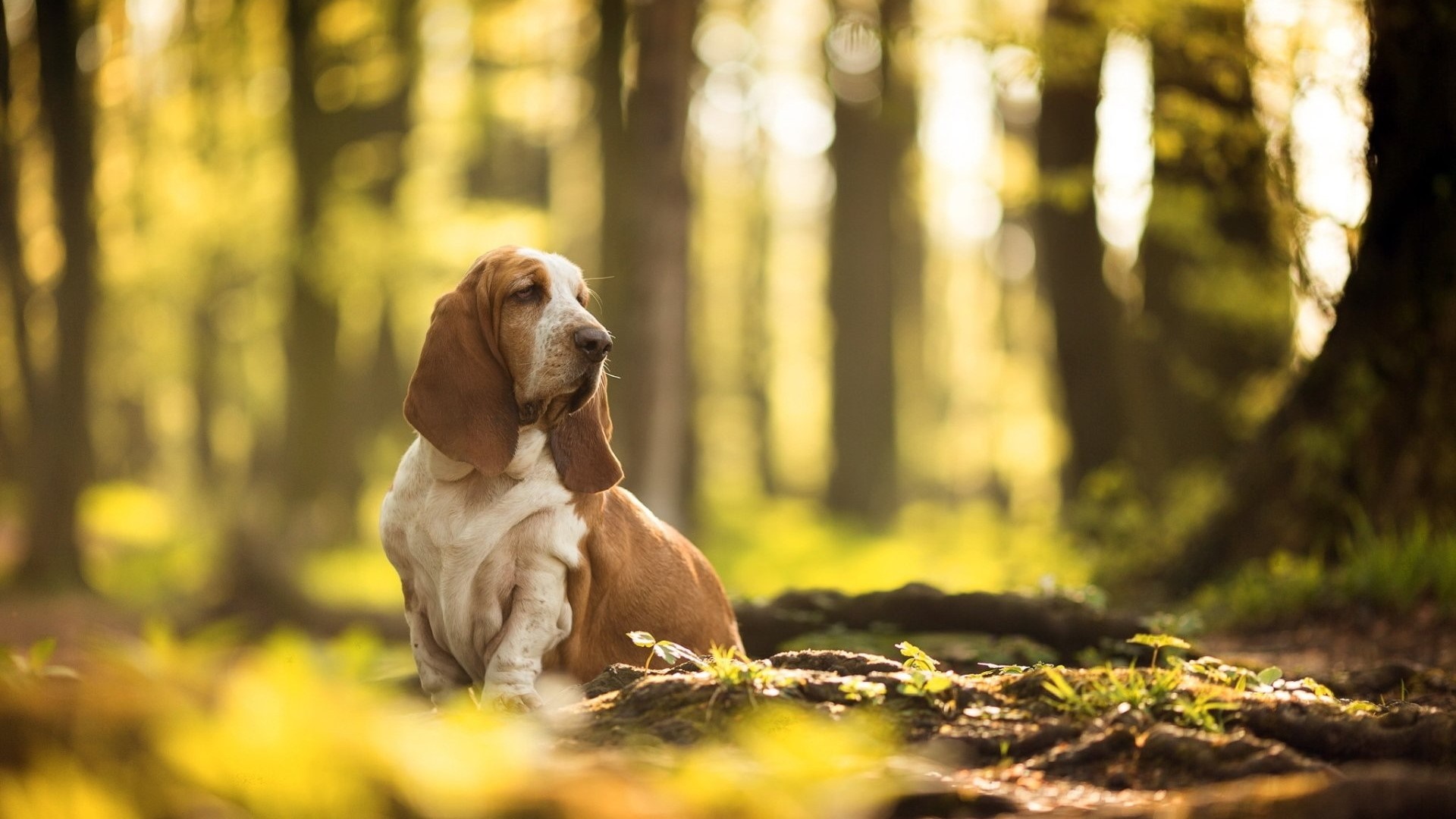 Wallpaper from animals category - backiee