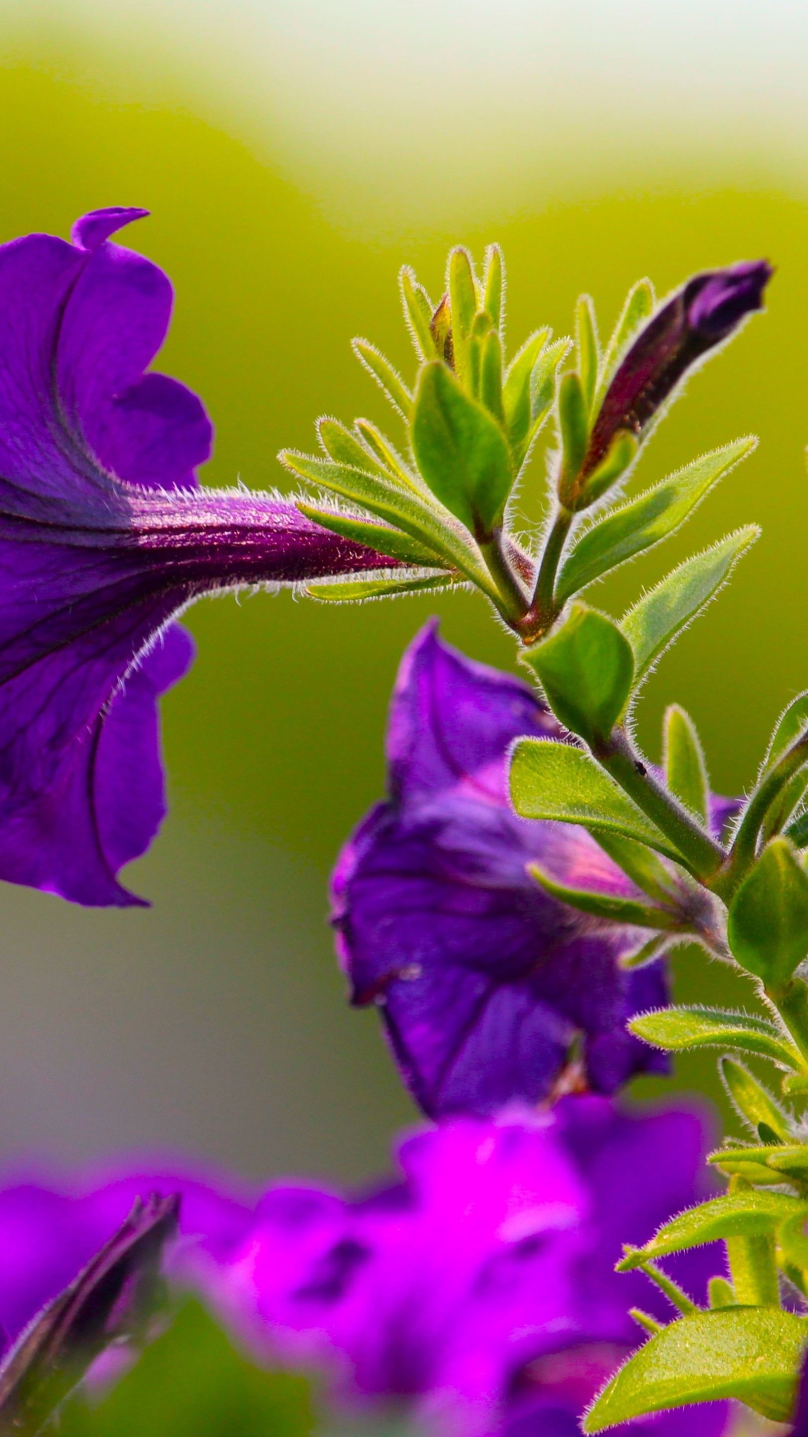 Petunia Flower wallpaper - backiee