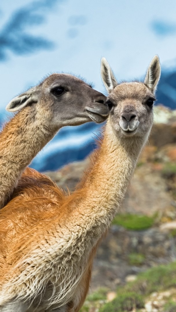 Funny Guanacos - backiee