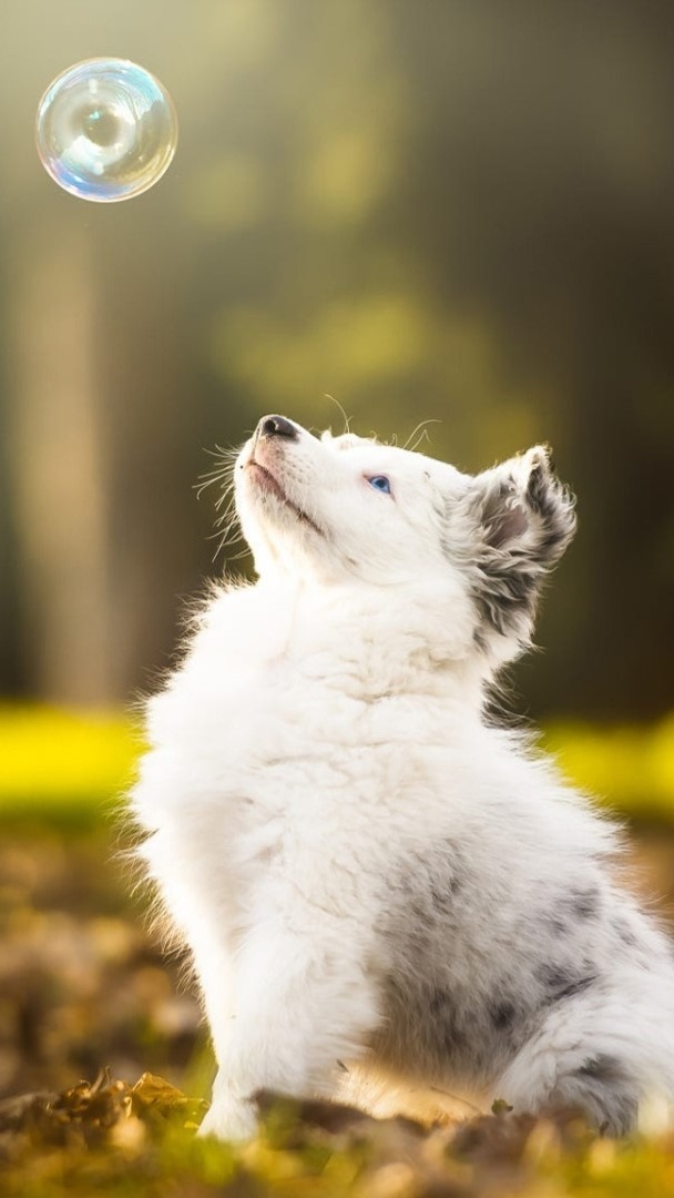 Australian Shepherd puppy wallpaper - backiee
